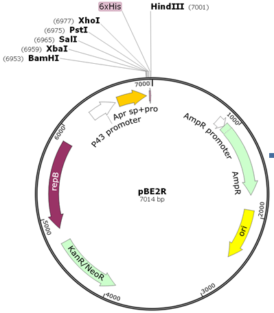 枯草芽孢杆菌表达系统（常见表达载体、启动子的结构与分类、启动子的改造）及其应用 - 中国微生物高新技术产业服务联盟
